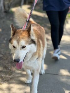 Meet Pepe Le Pew: The Husky with a Heart Full of Adventure - The ...