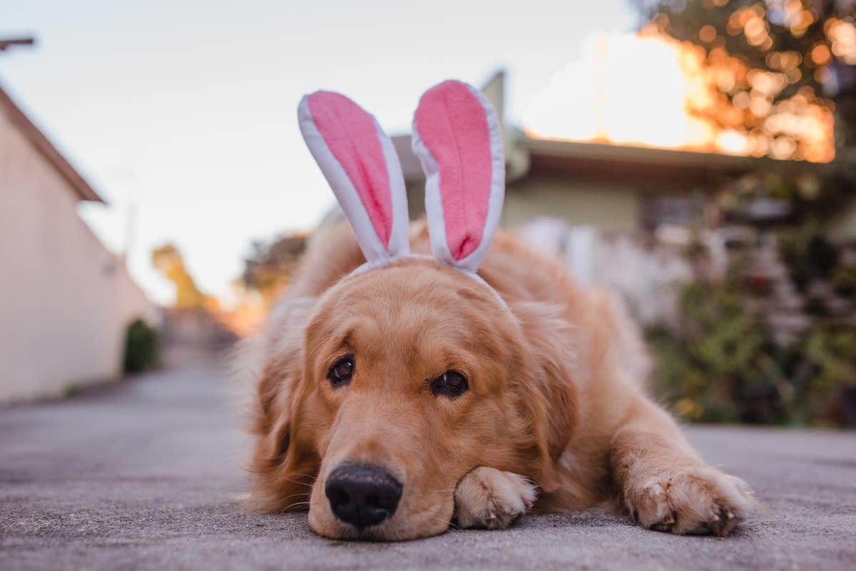 The Golden Retriever Who Fell Head Over Paws for a Bunny - The Morning ...