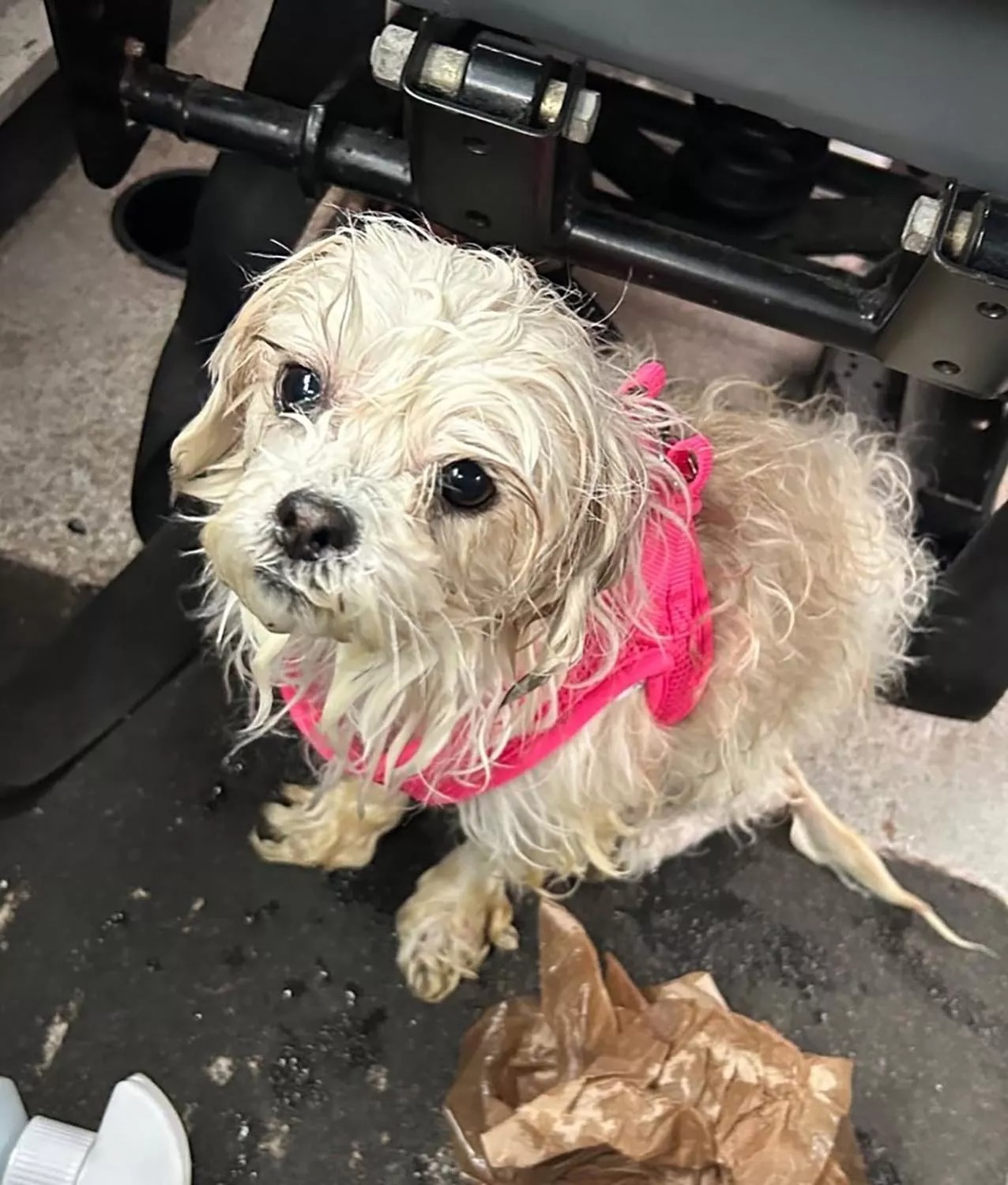 From River Rescue to Forever Home: Officer Desalvo and Hudson’s ...