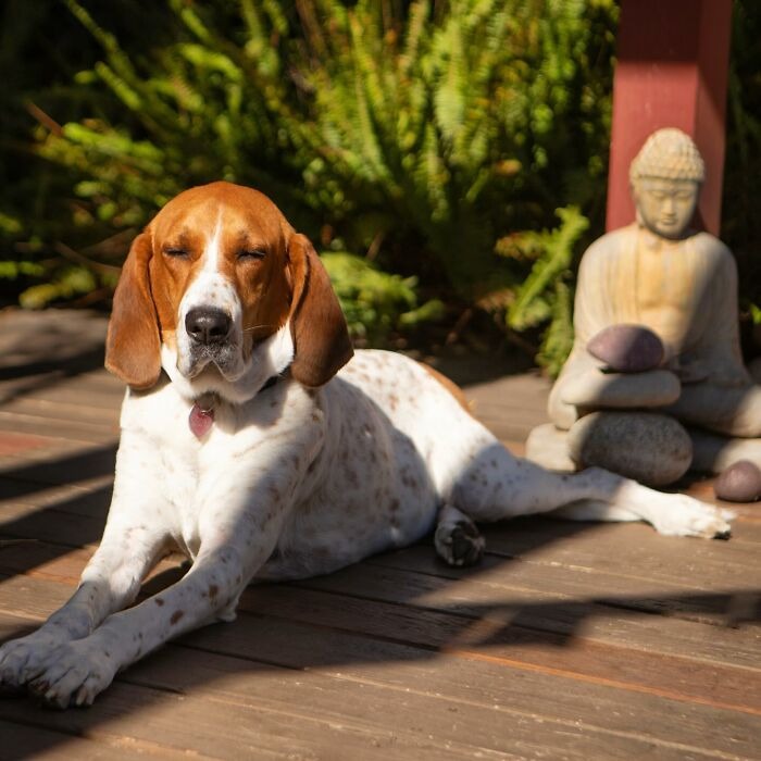 Meet Otis: The Hound Who Turned Pain into Purpose - The Morning Tails