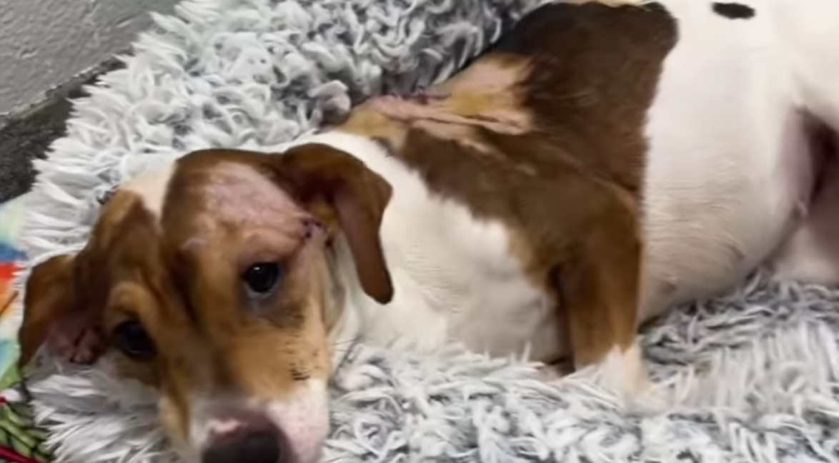 Yuki's Brave Battle: A Chicago Dog's Miraculous Recovery After Vicious ...
