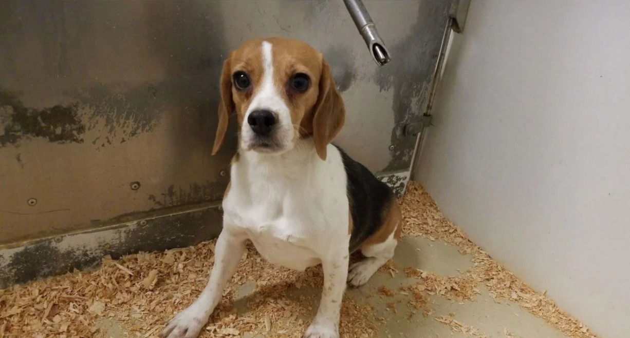 Wiggly and Wonderful: How One Beagle's Spirit Broke Free from a ...