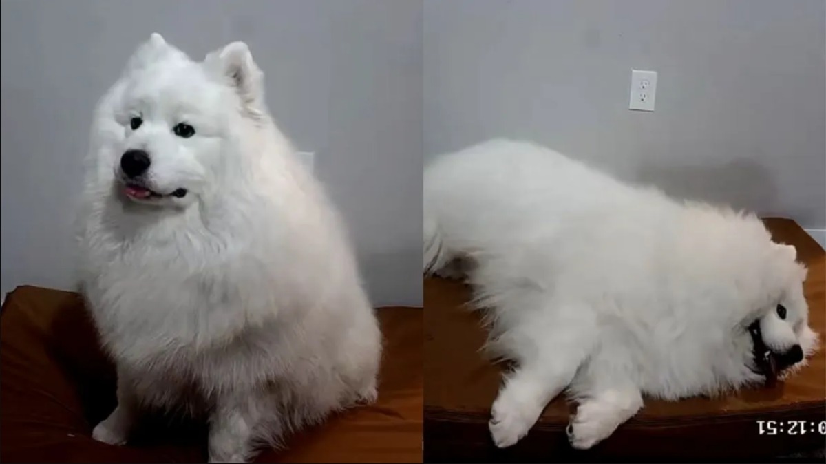 When a Samoyed Plays Dramatic: How Ody ‘Fainted’ to Get His Human Home ...