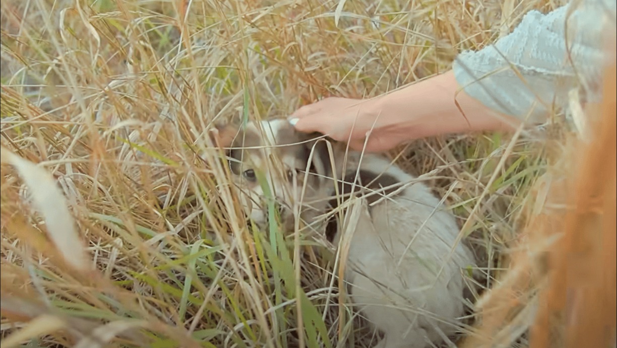 He Clung to Her Arm and Begged, ‘Don’t Leave Me Here! - The Morning Tails