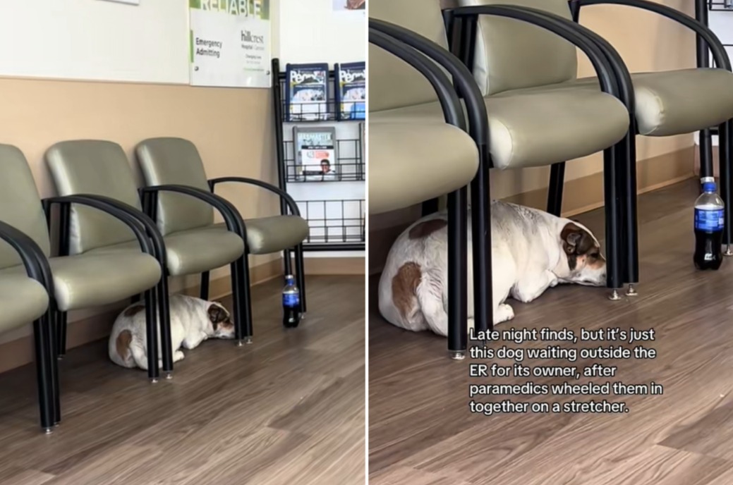 Loyalty on Display: Dog Lies Under Chairs, Waiting for His Human - The ...