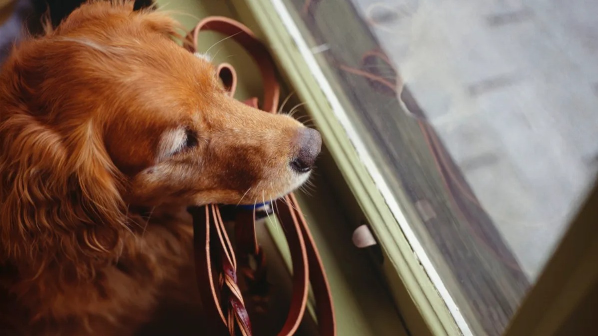 When Smoke Surrounds, He Leads the Way: Dog Saves Himself in House Fire ...