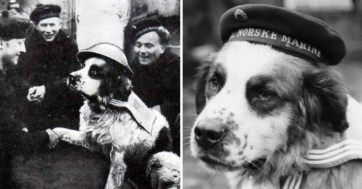 From Norwegian Fishing Town to Naval War Hero: The Saga of Bamse the ...
