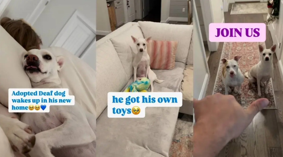 Deaf Rescue Dog Discovers First Joys — Captured in Viral Video - The ...