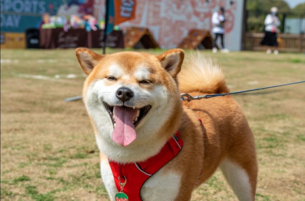 Standoff on the Sidewalk — One Shiba Inu vs. The Unflappable ...