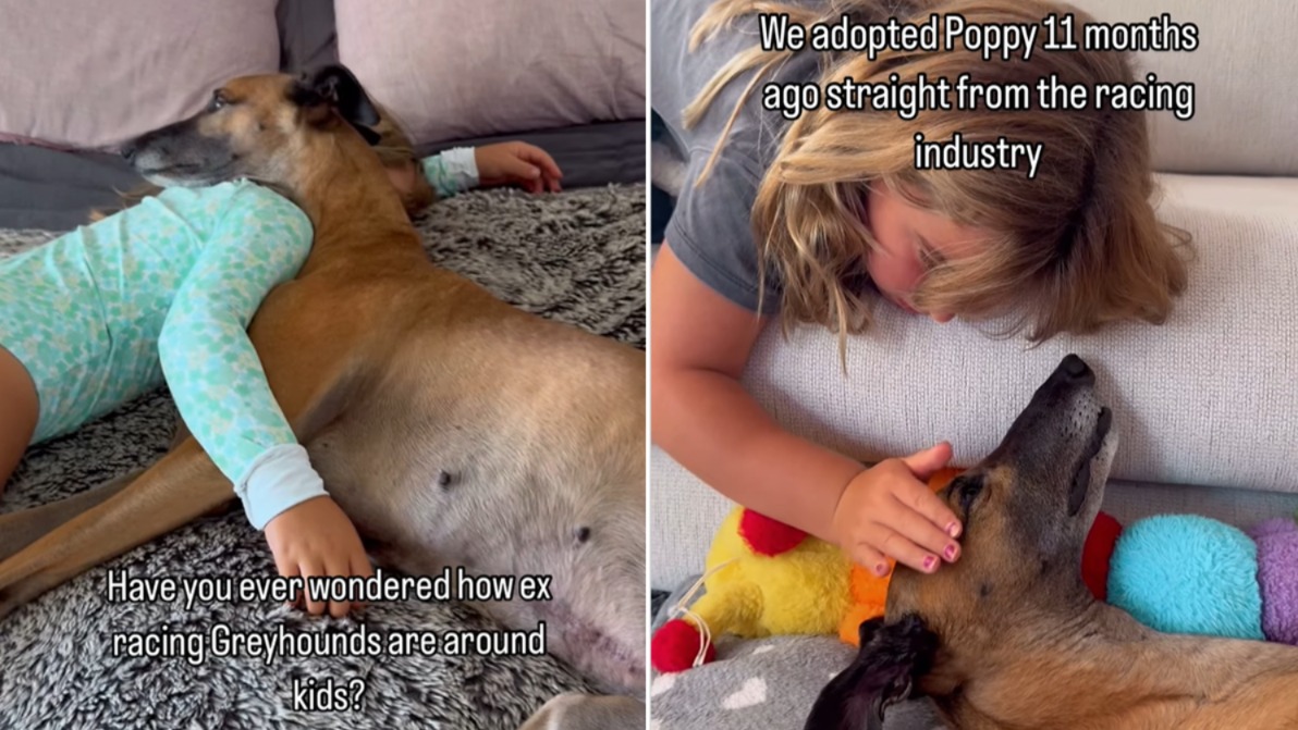 Ex-Racing Greyhound Becomes Guardian Big Sister - The Morning Tails
