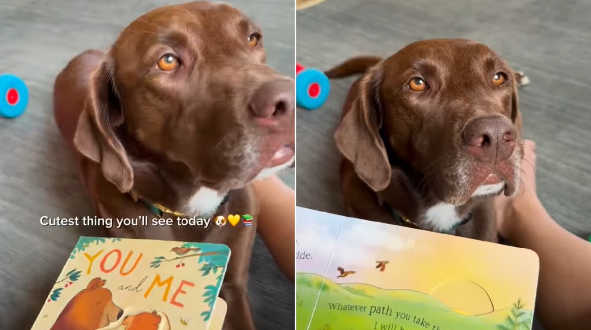 Family’s Dog Turns Storytime Into the Sweetest Bedtime Ritual Ever ...