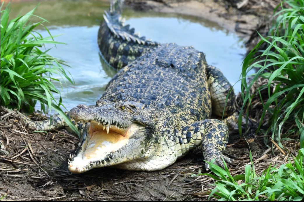 When Rescue Dogs Meet a Gator: Their Sad, Sweet Farewell - The Morning ...