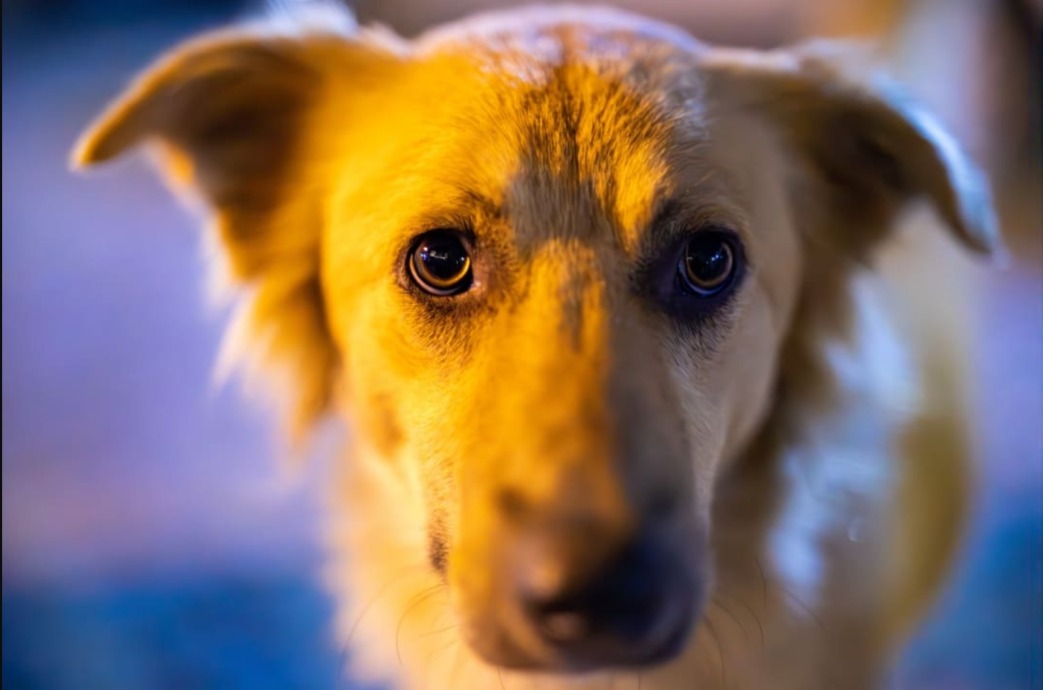 The Fearful Dog Who Wouldn’t Let Humans Close—Until One Did - The ...