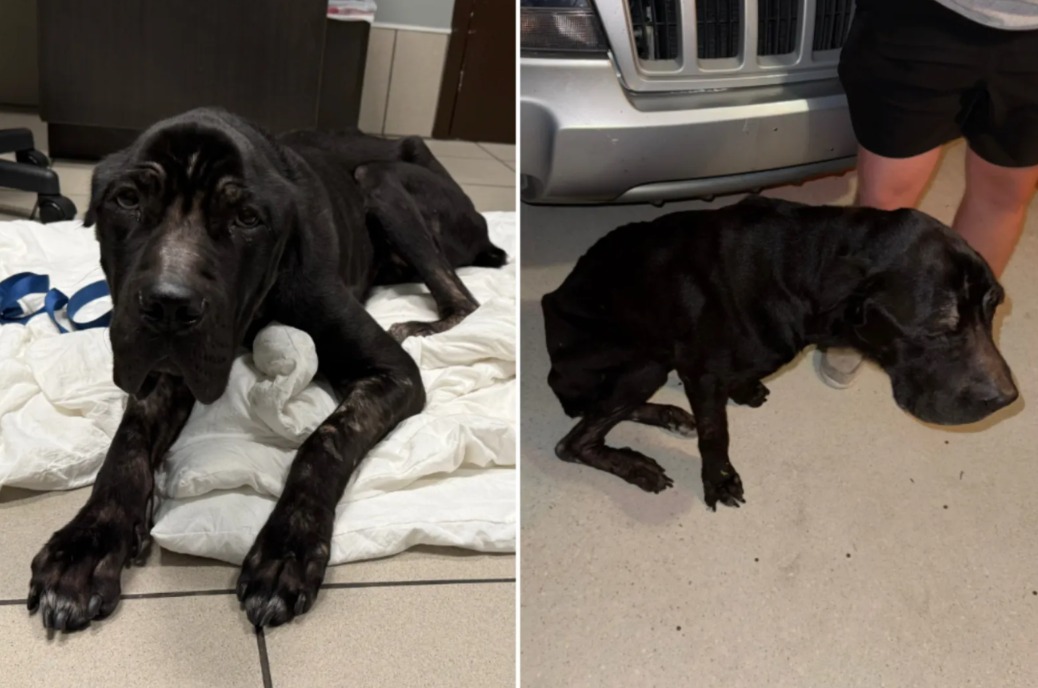 Left to Die, Found Love: The Rescue of Bane the Cane Corso - The ...
