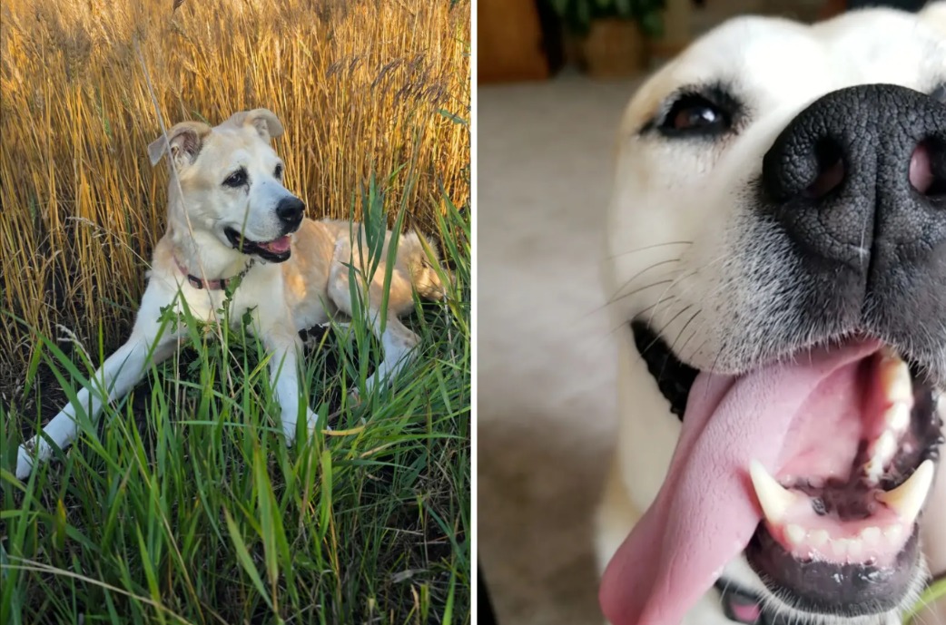 Chelsey’s Story: A Shelter’s Long-Resident Dog Finally Finds Her ...