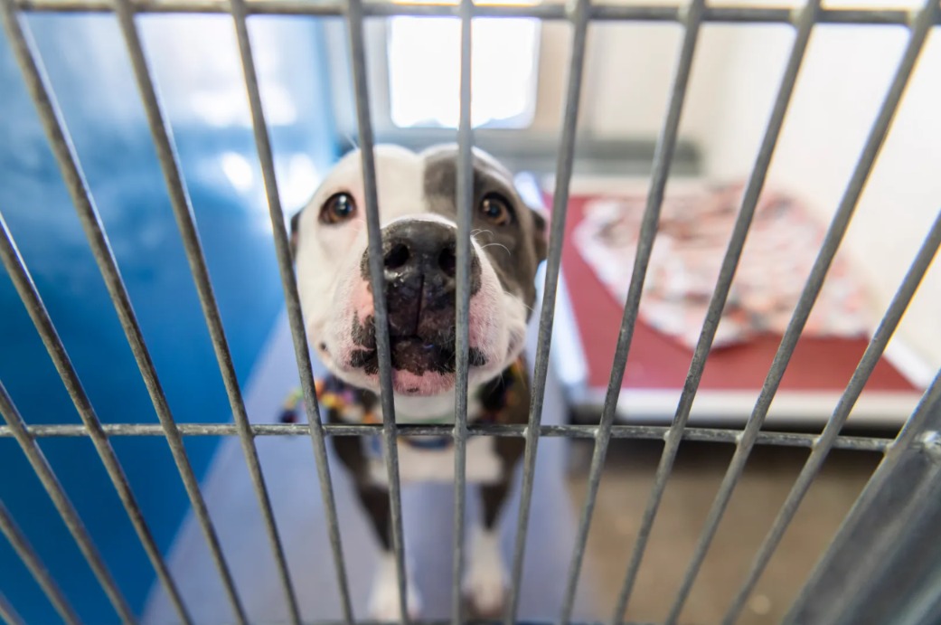 The Power of an Eye Contact: Why Bella Boo’s Tears Sparked a Global ...