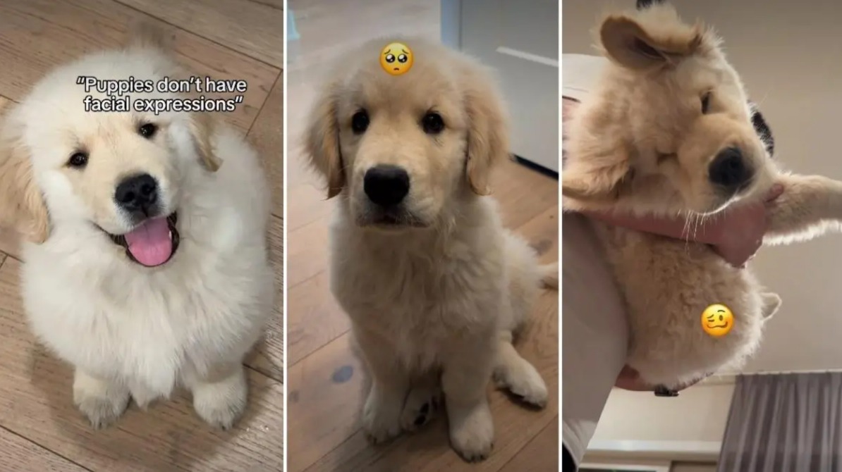The Many Faces of Hugo: Why This Expressive Golden Retriever Puppy Is ...