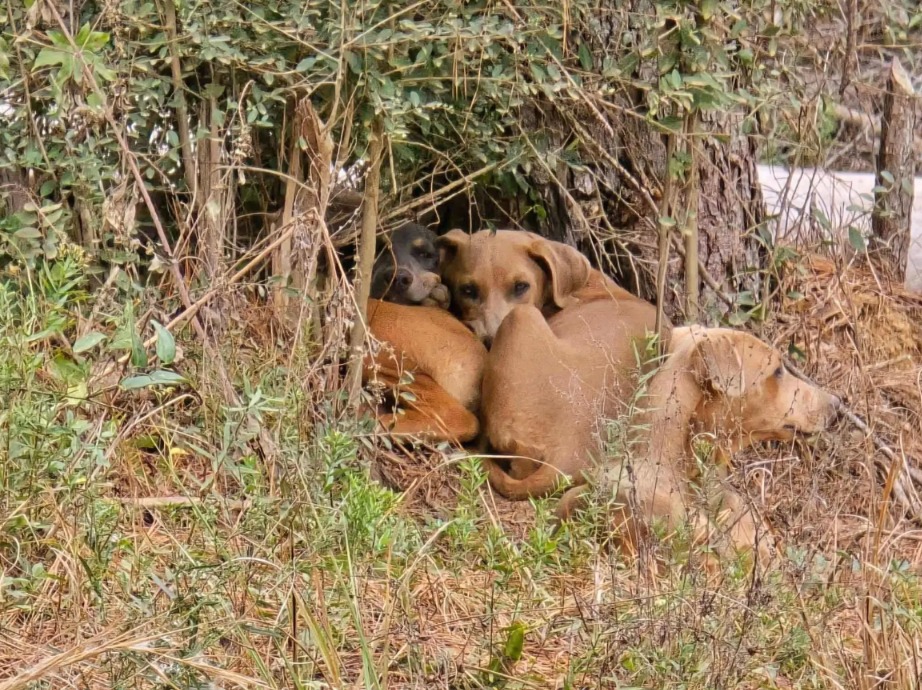 Stops for Every Stray Dog — How One Woman’s Compassion Saved Over 5,000 ...