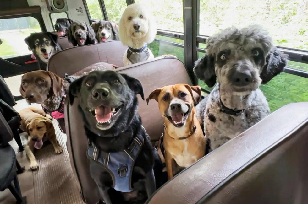 The Bus That Brings 24 Dogs a Day to Their Happy Place - The Morning Tails