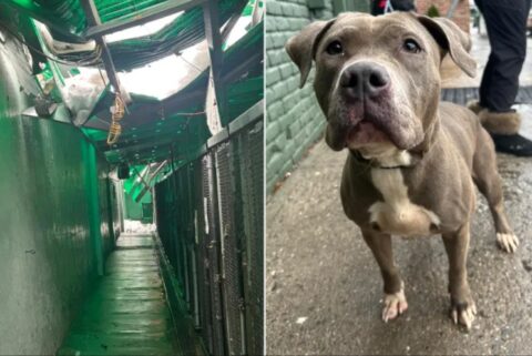 Community Steps Up to Foster More Than 30 Dogs After Snow Damages ...