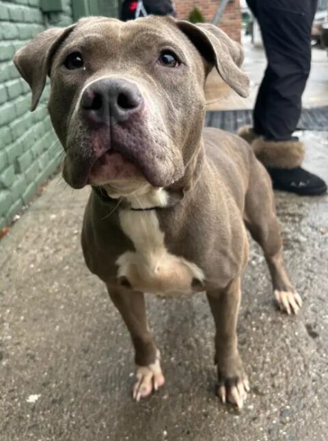 Community Steps Up to Foster More Than 30 Dogs After Snow Damages ...