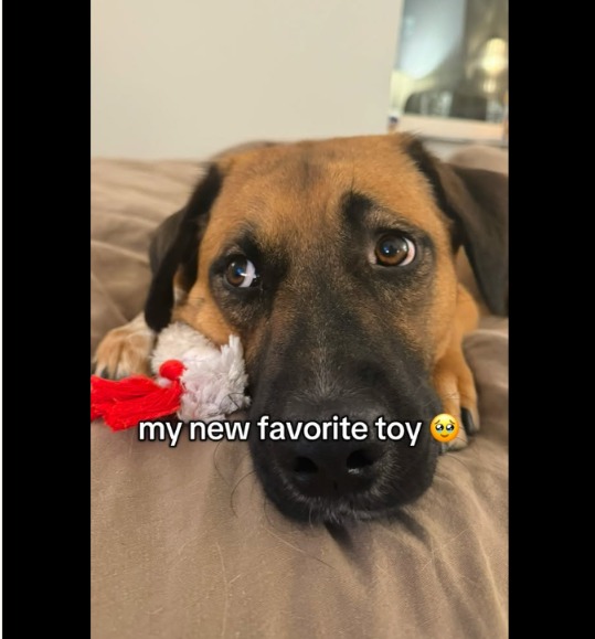 Rescue Dog Spreads Holiday Cheer With Heartwarming Gift Exchange With ...