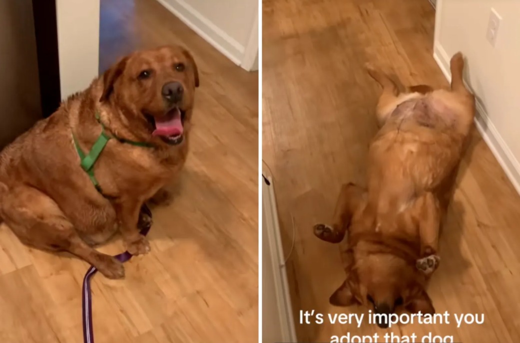 Obese Labrador Gets Adopted from Petfinder — Then the Transformation ...