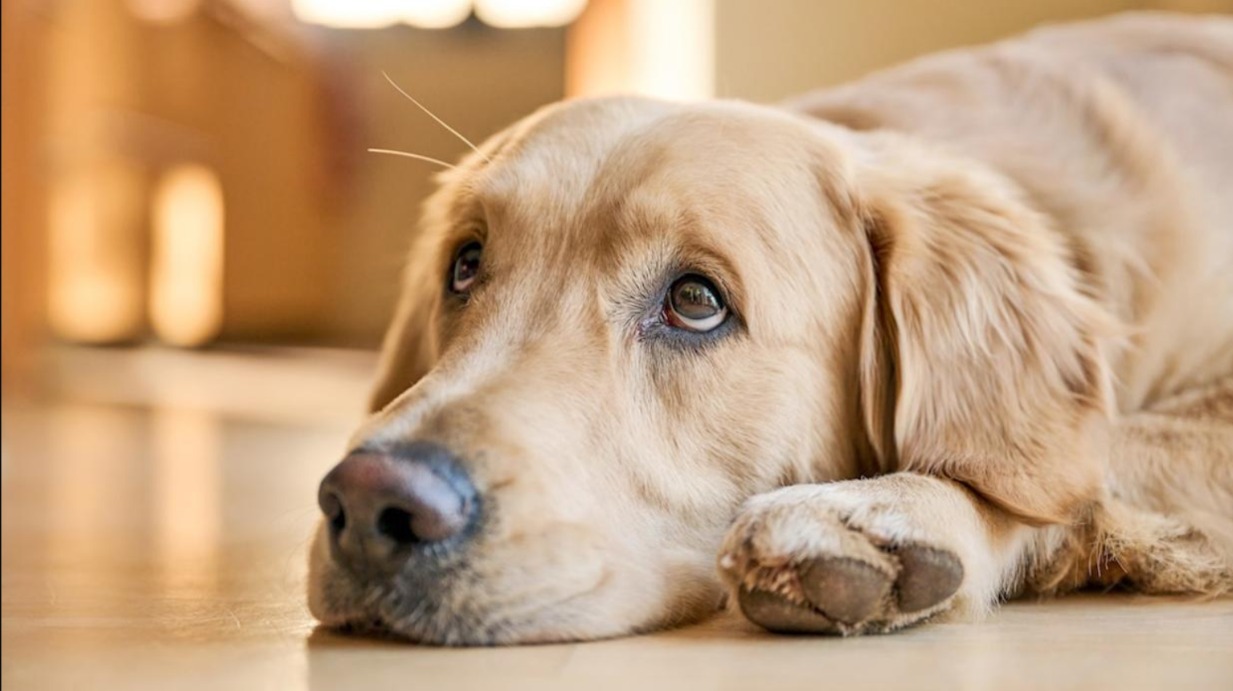 When Your Dog Looks That Into Your Soul — Golden Retriever’s Big Pout ...