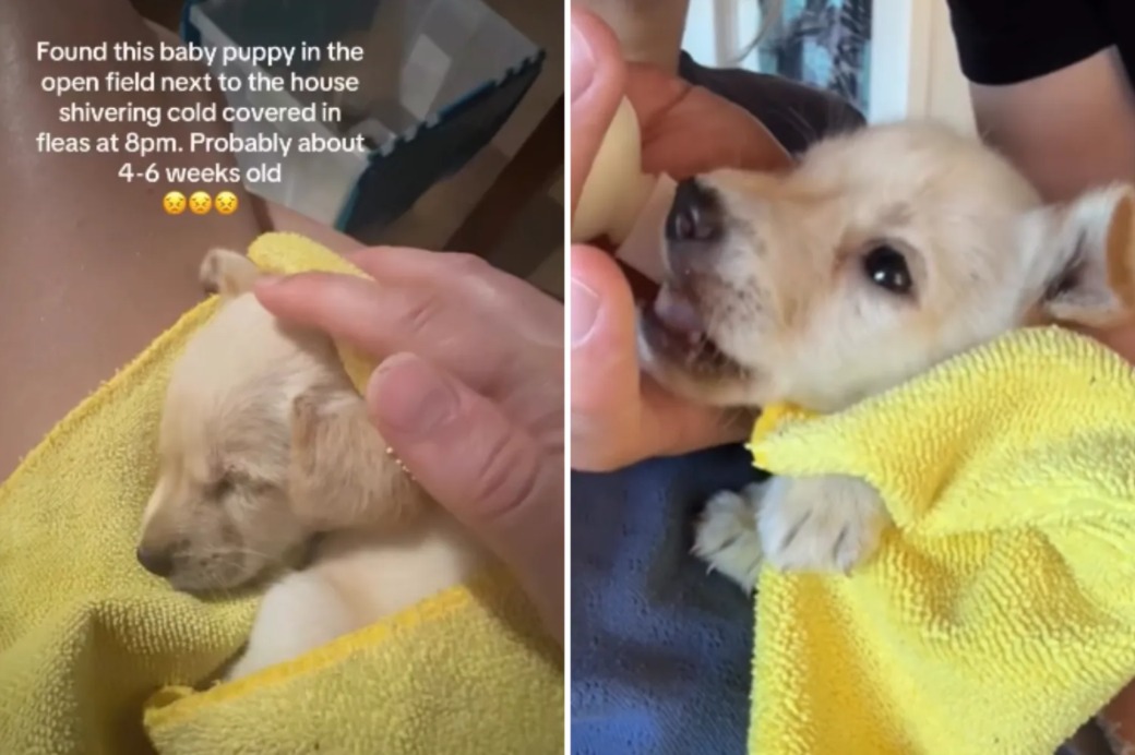 How One Woman’s Quick Action Saved a Shivering Puppy — and Gave Her a ...