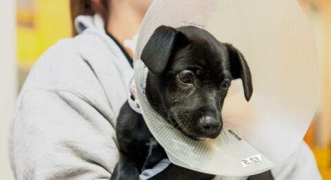 Why Spaying and Neutering Your Pet Is One of the Most Responsible ...