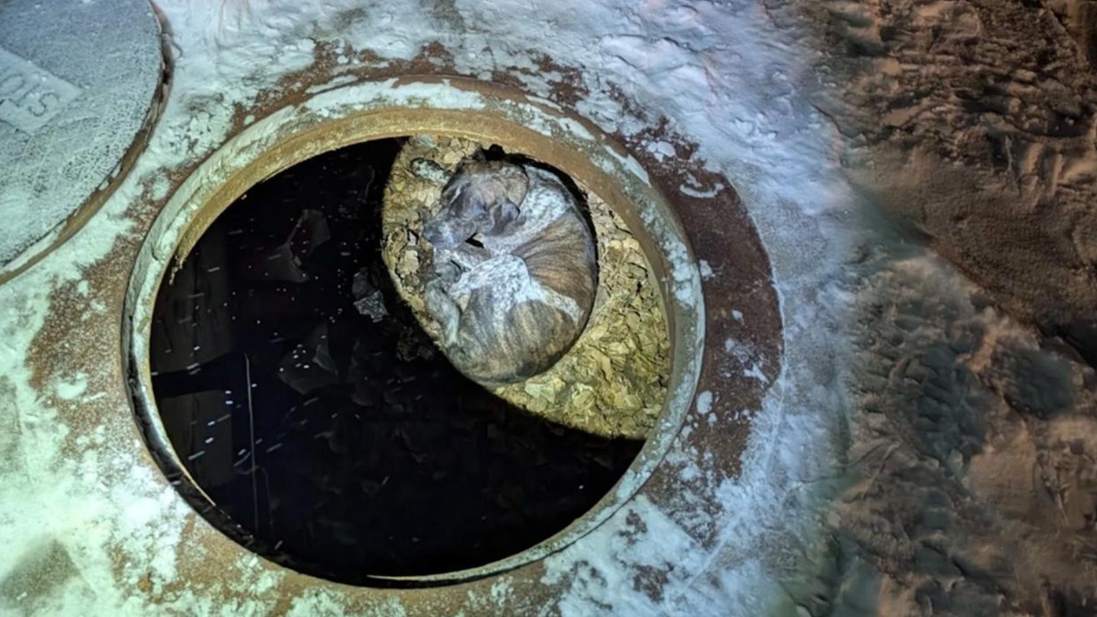 Firefighters Brave Bitter Cold to Save Dog Trapped in Storm Drain - The ...