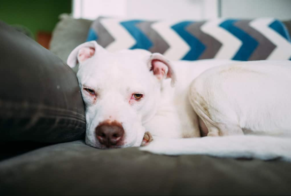 The Long Wait That Led to Love: A Shelter Dog’s Heartwarming New ...